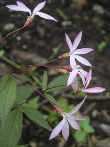 Gillenia - Spirèa - Acquista online su Le Jardin du Pic Vert