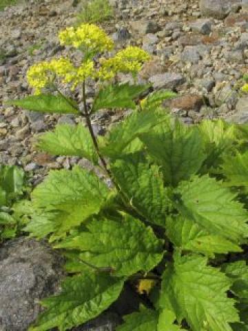 Patrinia-Patrinia - Acquista online su Jardin du Pic Vert