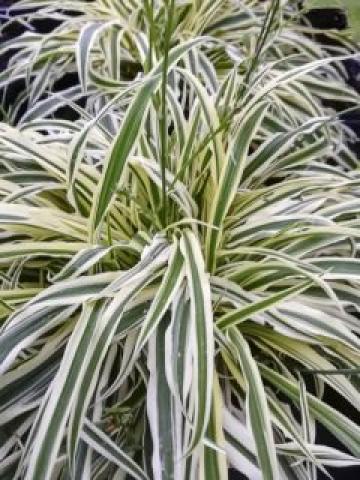 Arthropodium - Arthropodium - Acquisto online presso Le Jardin du Pic Vert