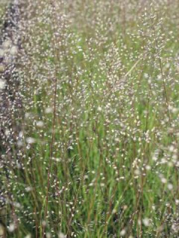 Sporobolus - Acquista online su Le Jardin du Pic Vert