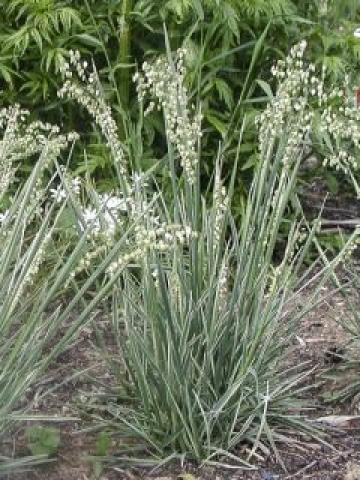 Briza-Amourette - Acquista online su Jardin du Pic Vert