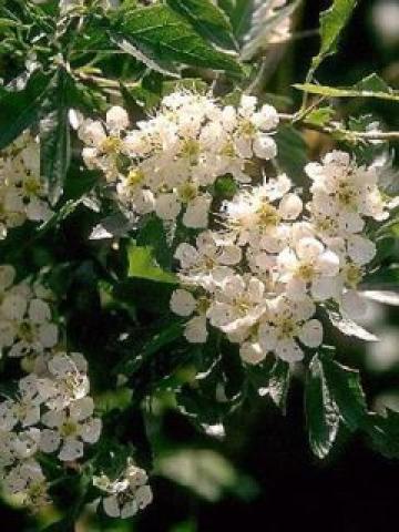 Aubépine, épine blanche - Crataegus monogyna - Le Jardin du Pic Vert