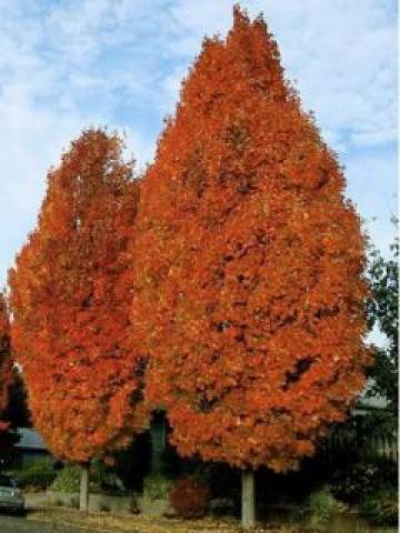 Érable boule 'Globosum' - Acer platanoides - Le Jardin du Pic Vert