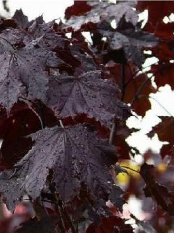Érable boule 'Globosum' - Acer platanoides - Le Jardin du Pic Vert