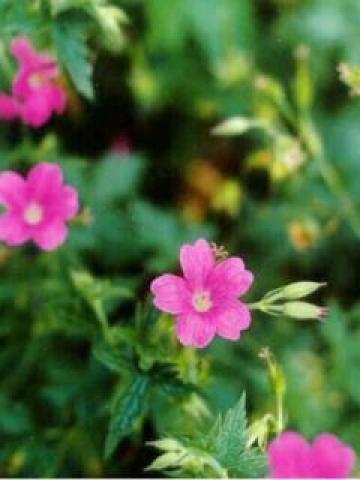 Géranium vivace d'Endress - Geranium endressii - Le Jardin du Pic Vert