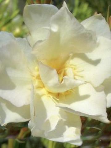 Laurier rose -jaune-Nerium oleander-Le jardin du Pic Vert
