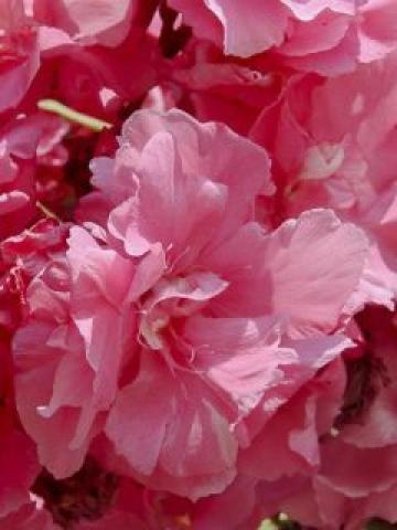 Laurier rose -jaune-Nerium oleander-Le jardin du Pic Vert