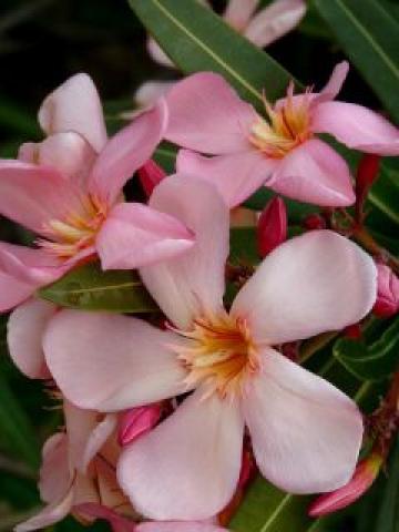 Laurier rose -jaune-Nerium oleander-Le jardin du Pic Vert