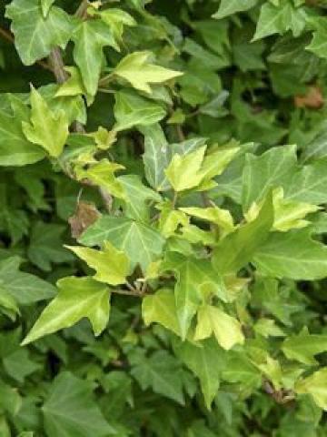 Lierre commun - Hedera helix - Le Jardin du Pic Vert