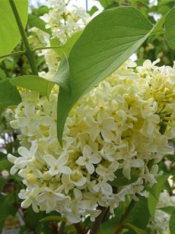 Lilas commun - Syringa vulgaris - Le Jardin du Pic Vert