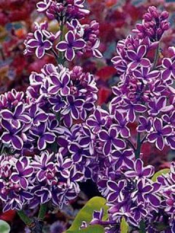 Lilas commun - Syringa vulgaris - Le Jardin du Pic Vert