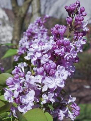 Lilas commun - Syringa vulgaris - Le Jardin du Pic Vert