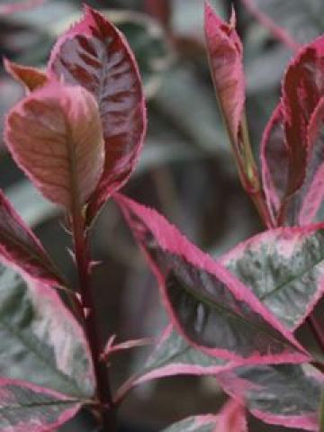 Photinia 'Pink Crispy' - Photinia serratifolia 'Pink Crispy' - Le ...