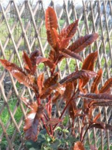 Photinia serratifolia-Photinia - Achat en ligne sur Jardin du PicVert