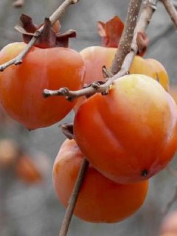 Plaqueminier, Kaki 'Muscat' - Diospyros kaki - Le Jardin du Pic Vert