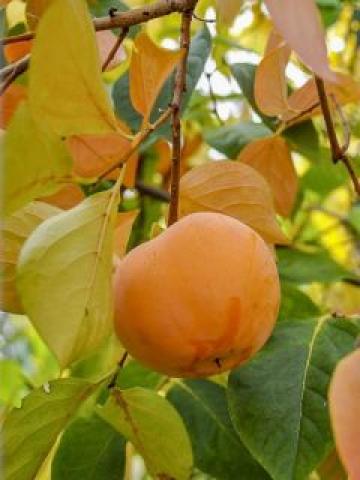 Plaqueminier, Kaki 'Muscat' - Diospyros kaki - Le Jardin du Pic Vert