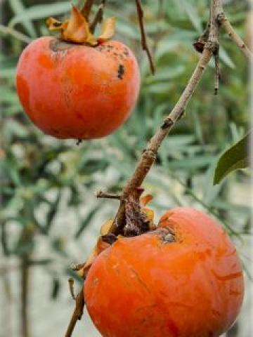 Plaqueminier, Kaki 'Muscat' - Diospyros kaki - Le Jardin du Pic Vert