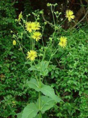 Silphium-Silphium - Acquista online su Jardin du Pic Vert