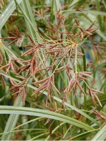 Souchet rond - Cyperus rotundus - Le Jardin du Pic Vert