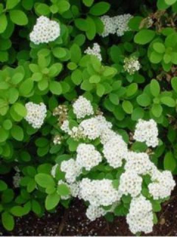 Spirée arguta - Spiraea arguta - Le Jardin du Pic Vert