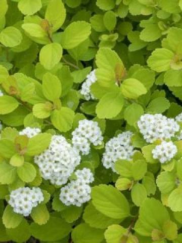 Spirée arguta - Spiraea arguta - Le Jardin du Pic Vert