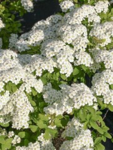 Spirée arguta - Spiraea arguta - Le Jardin du Pic Vert