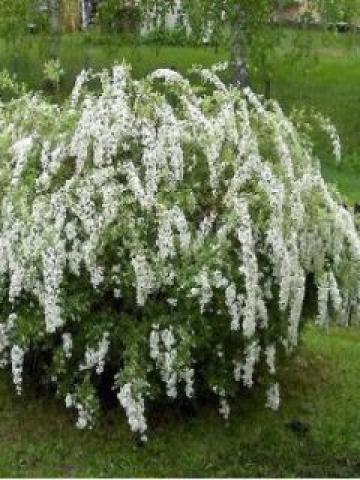 Spirée arguta - Spiraea arguta - Le Jardin du Pic Vert