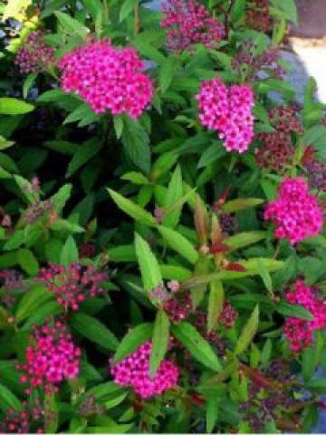 Spirée arguta - Spiraea arguta - Le Jardin du Pic Vert
