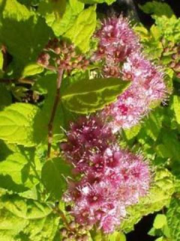 Spirée arguta - Spiraea arguta - Le Jardin du Pic Vert