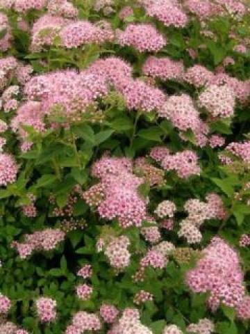 Spirée arguta - Spiraea arguta - Le Jardin du Pic Vert