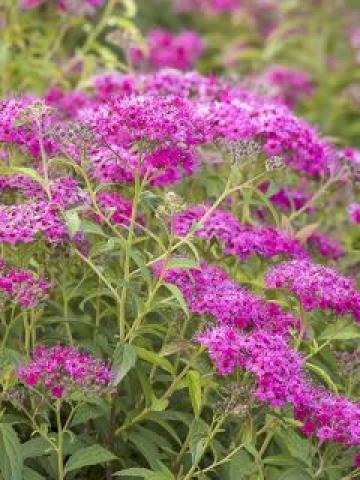 Spirée arguta - Spiraea arguta - Le Jardin du Pic Vert