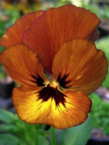 Violette cornue varié - Viola cornuta - Le Jardin du Pic Vert